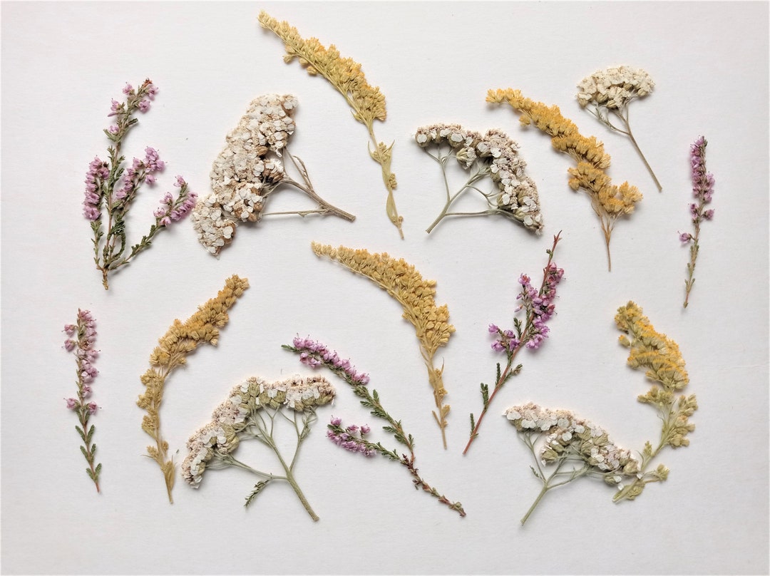 Pressed Flower Set, Dried Yarrow Heather Goldenrod for Crafts - Etsy