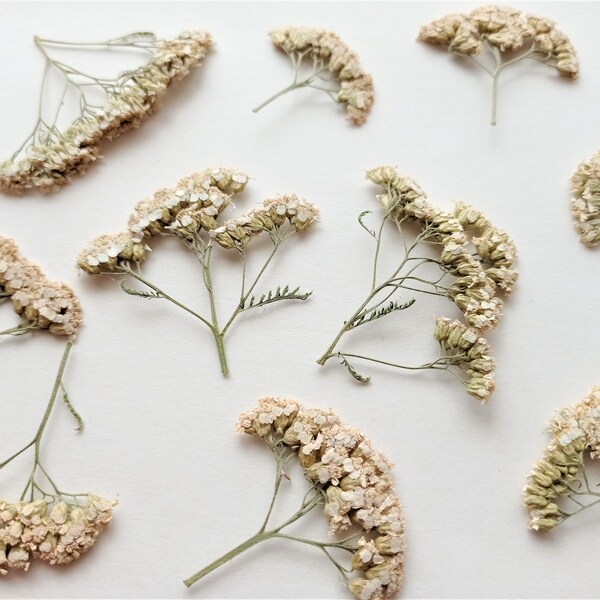 Pressed Plant Art - Etsy