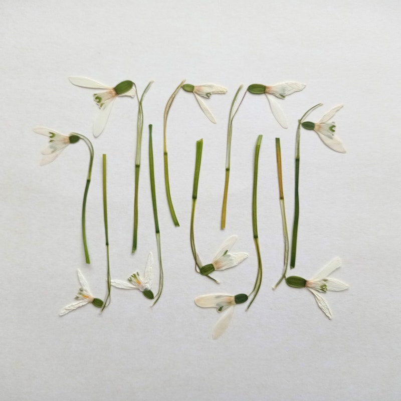 Pressed Flower Kit - Etsy