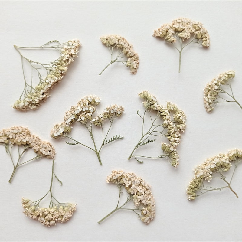 Pressed Botanicals - Etsy