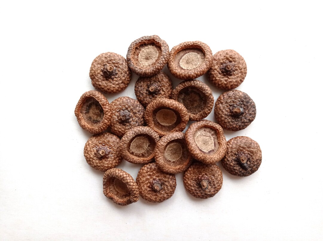 10 Large Acorn Caps, Acorn Caps Bulk, Real Acorn Hats - Etsy
