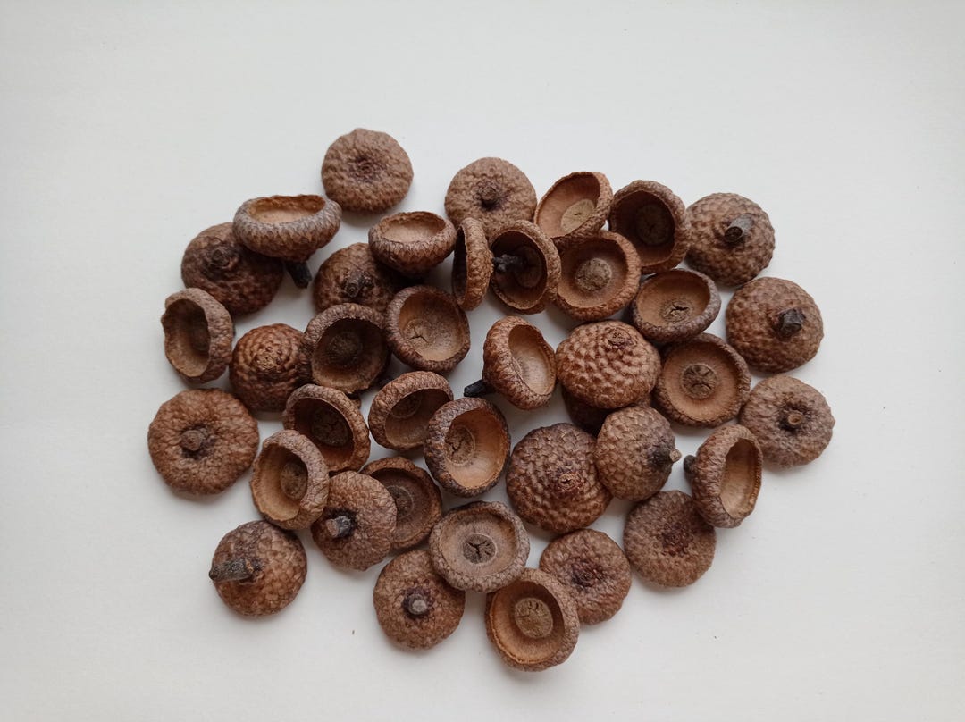 30 Extra Large Acorn Caps, XL Acorn Caps Bulk, Real Acorn Hats, 2.3-3cm ...