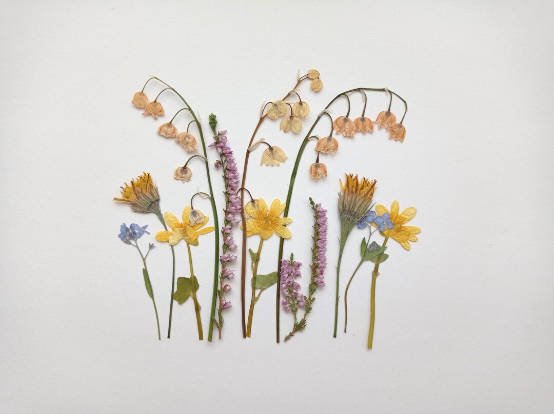 Dried Flower Set, Summer Wedding, Botanical Crafts, Yellow Pressed ...