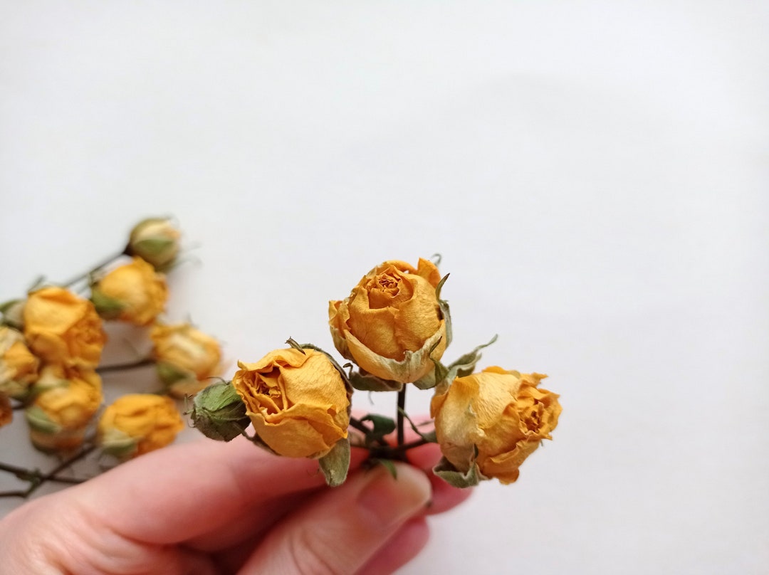 7pcs Dried Tiny Roses, Dried Yellow Roses, Dried Mini Yellow Rose ...