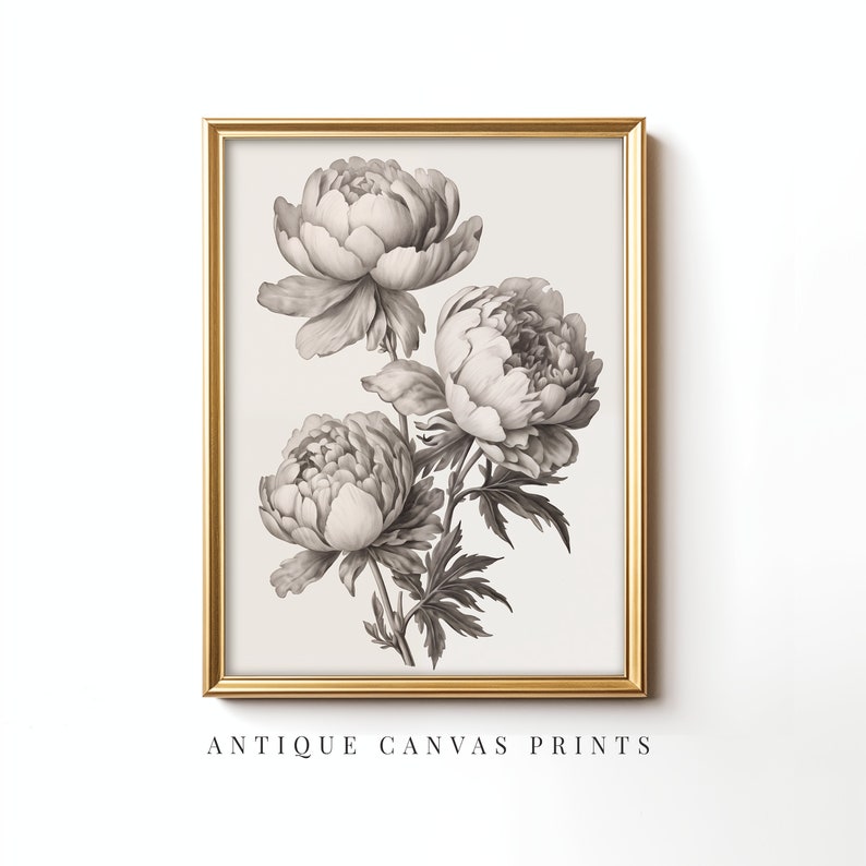 Antique Peony Sketch Art Print | Vintage Botanical Drawing | Farmhouse ...