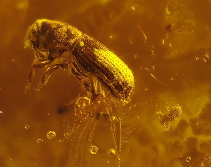 Baltic Amber Fossil - Insect and Isopod Inclusion (beetle, Woodlouse ...