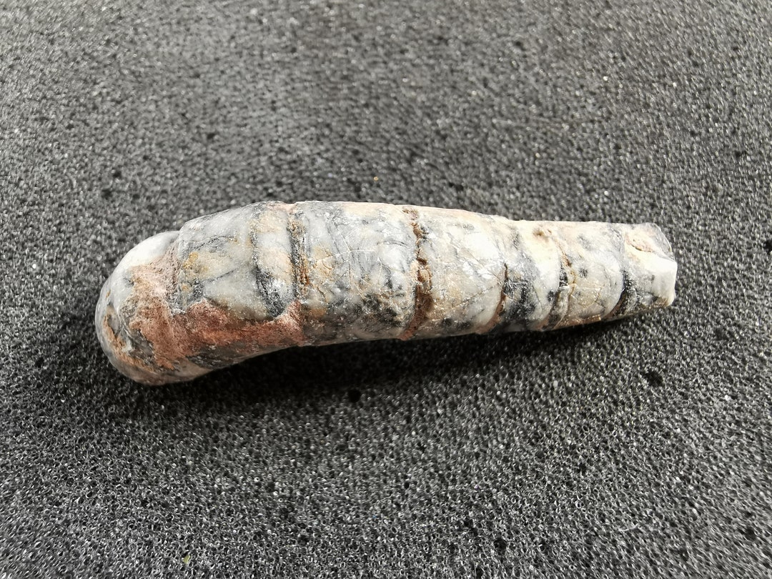 Orthocone Fossil - Cephalopod Fossil Bag of 5 or More - 10-40 Mm ...