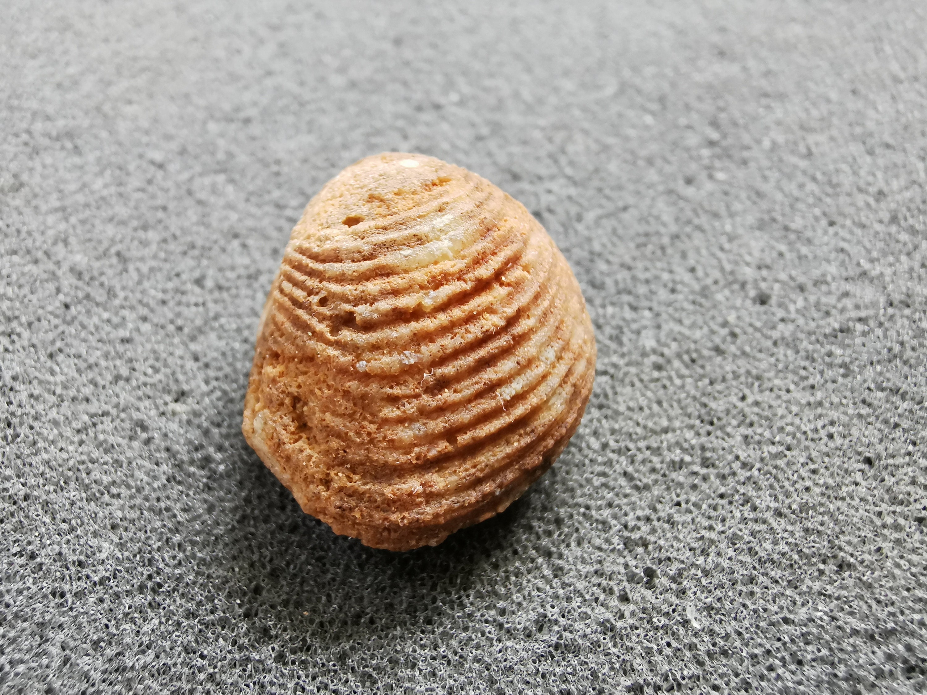 Agatized Bivalve Fossils - Moroccan Shells, Set of 5 - Etsy