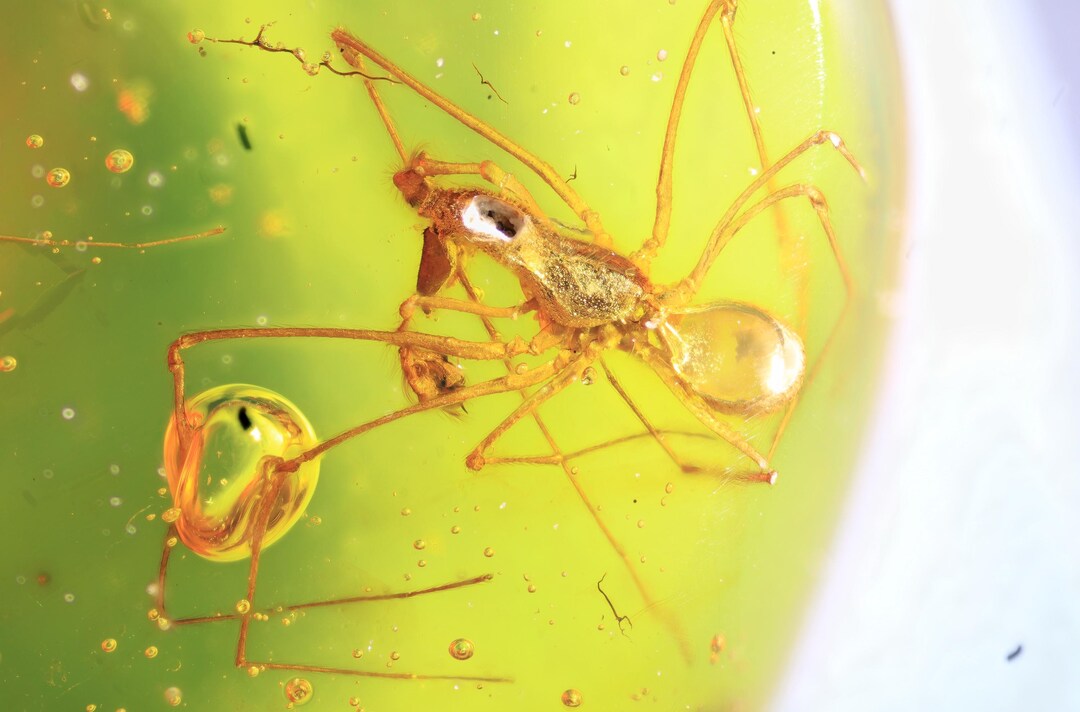 Burmite Amber Fossil 10 Assassin Spider Inclusion Exact Piece - Etsy