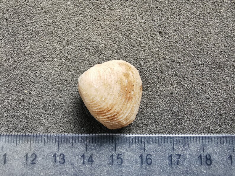 Agatized Bivalve Fossils - Moroccan Shells, Set of 5 - Etsy