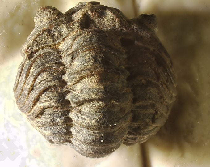 Devonian Trilobite Fossil Highly Detailed - Bag of 1 or More - Small ...