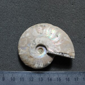 Large Iridescent Opal Ammonite Fossil 3 Exact Piece Great Gift for ...