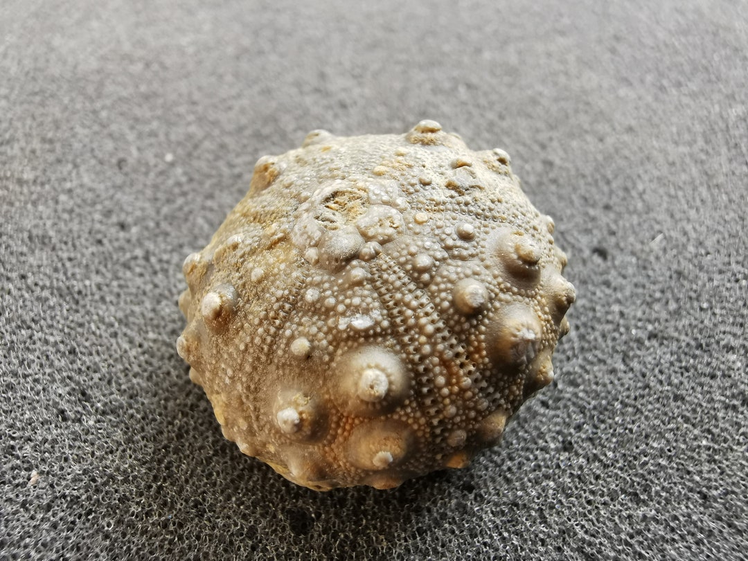 Cidarid Sea Urchin Fossil With Smooth/bumpy Texture Individual Pieces ...