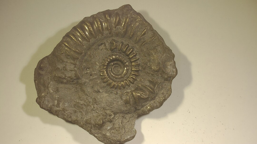 Pyritised Ammonite Fossil Fragment/cluster - Jurassic Coast - Exact ...