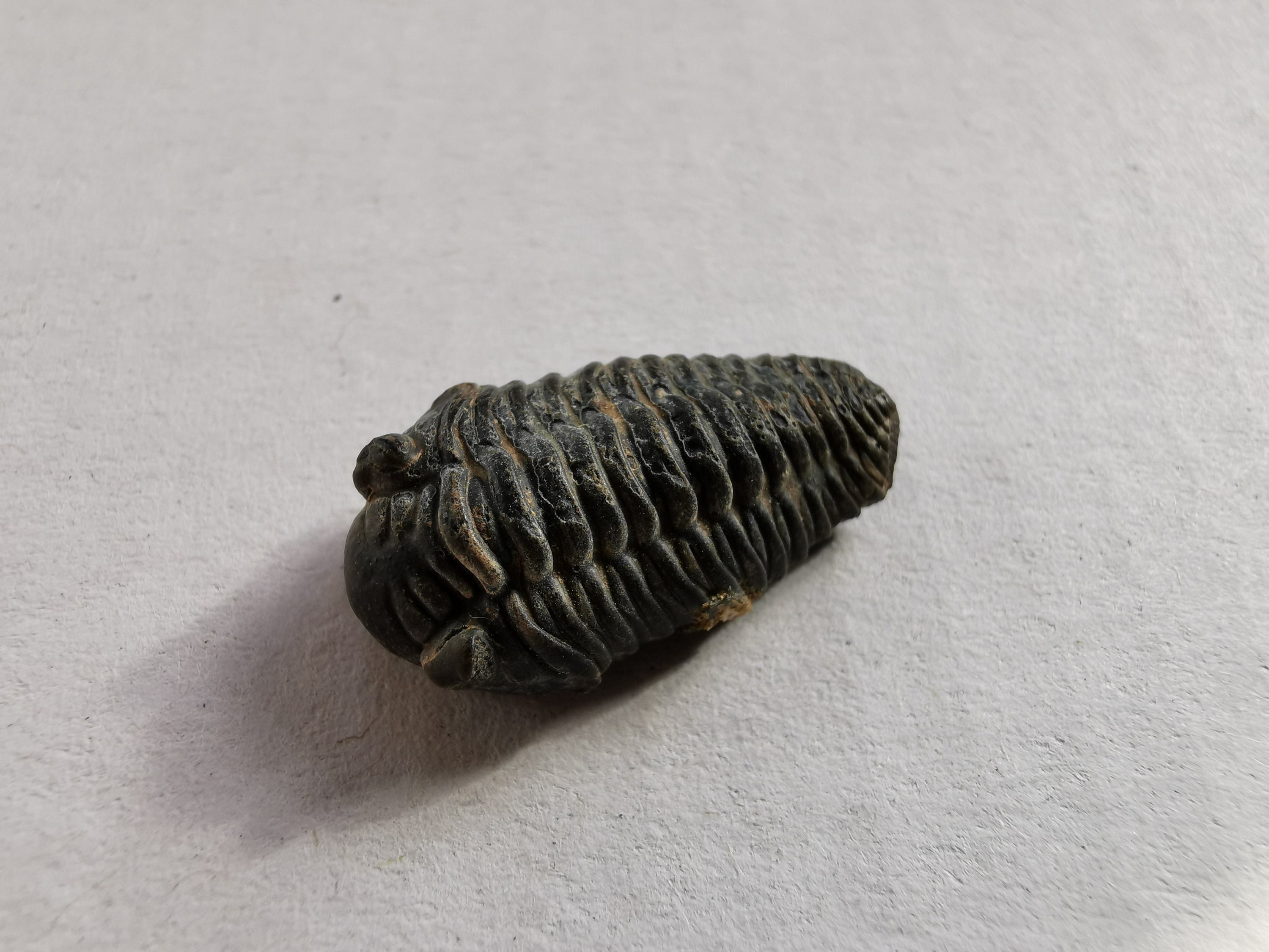 Devonian Trilobite Fossil Highly Detailed Bag of 1 or More - Etsy