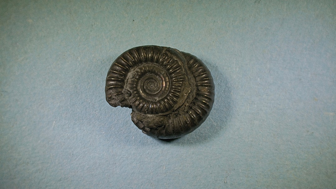 Pyritised Ammonite Fossil - Jurassic Coast - Exact Piece (114) - Etsy