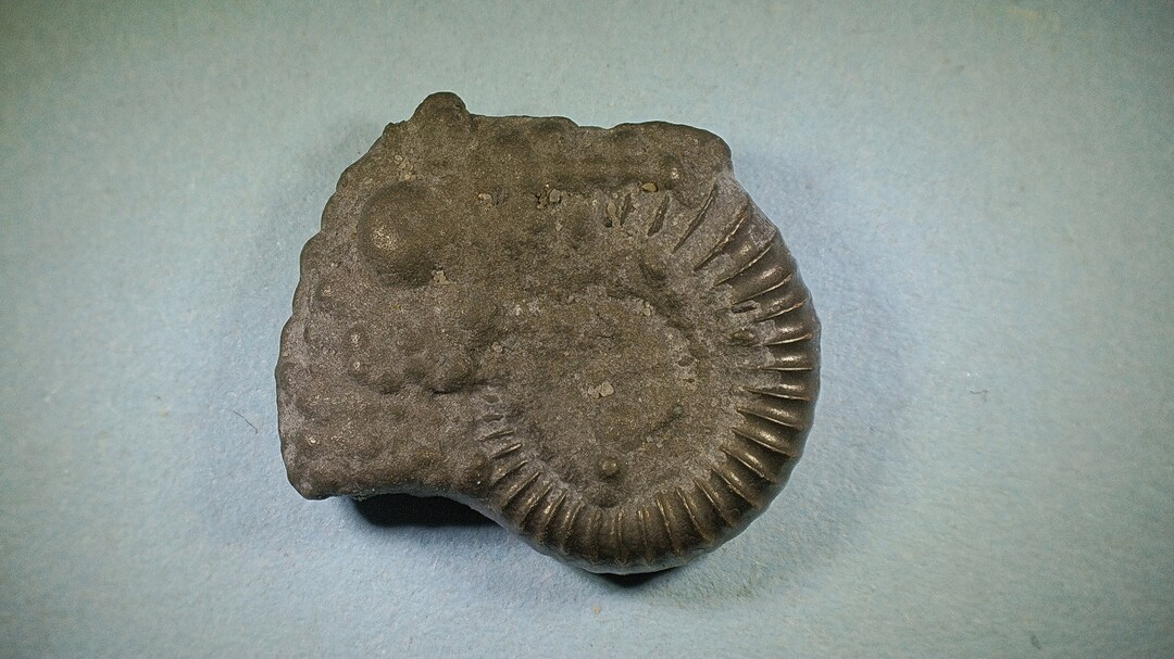 Pyritised Ammonite Fossil - Jurassic Coast - Exact Piece (60) - Etsy
