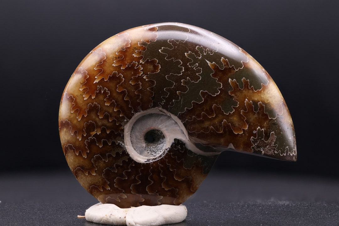 Polished Ammonite Fossil, Suture Patterns - Bag of 1 or More - Great ...