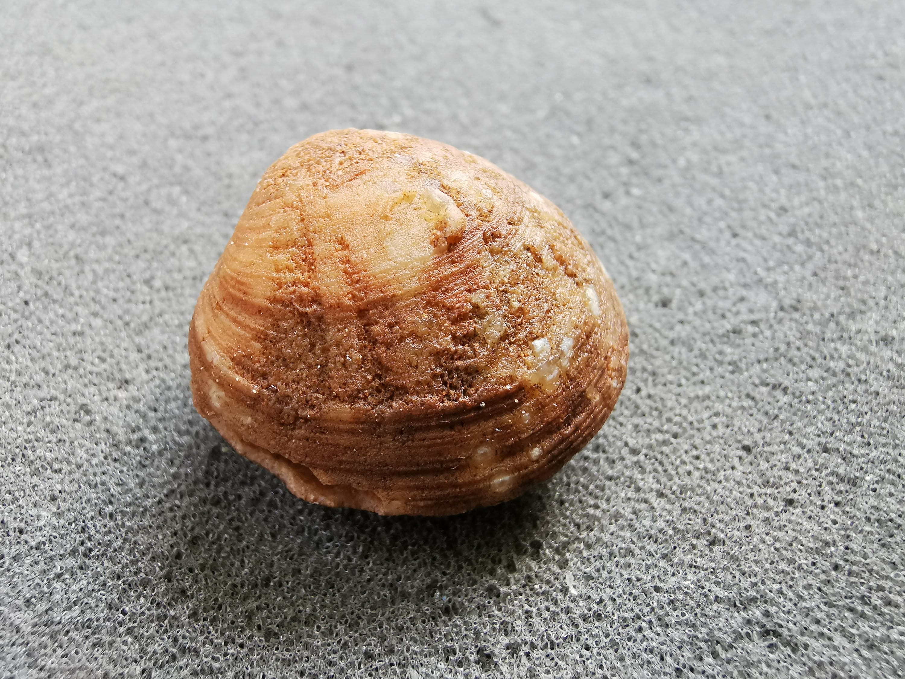 Agatized Bivalve Fossils - Moroccan Shells, Set of 5 - Etsy