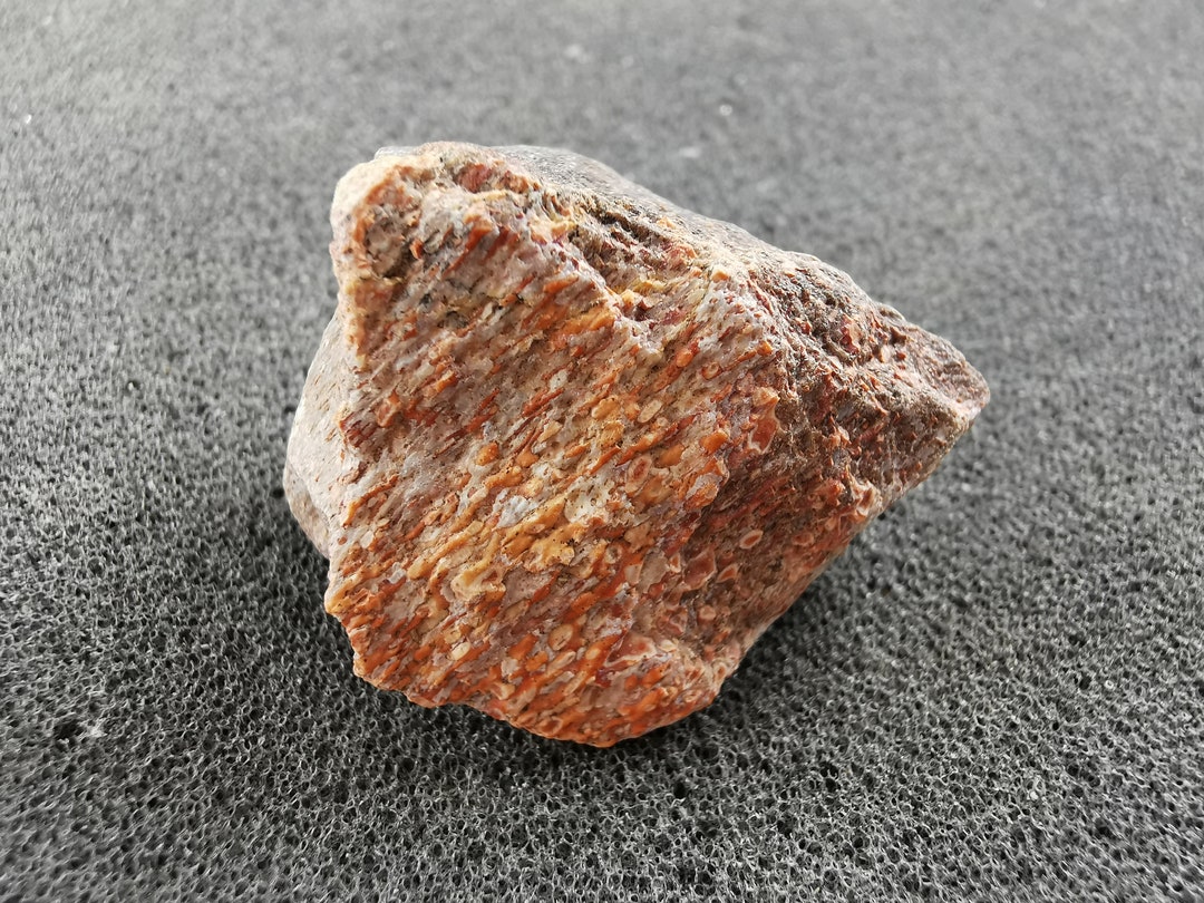 Agatized Dinosaur Bone Fossil Fragments - Utah Cretaceous Fossils (bag ...