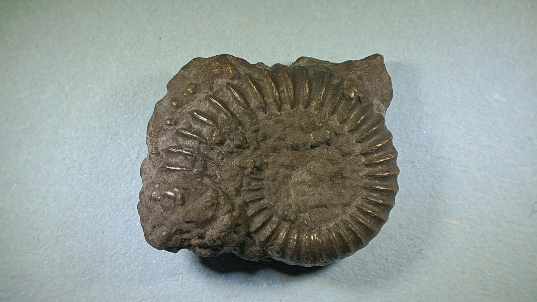 Pyritised Ammonite Fossil - Jurassic Coast - Exact Piece (79) - Etsy