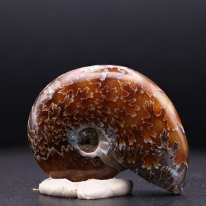Polished Ammonite Fossil, Suture Patterns - Bag of 1 or More - Great ...