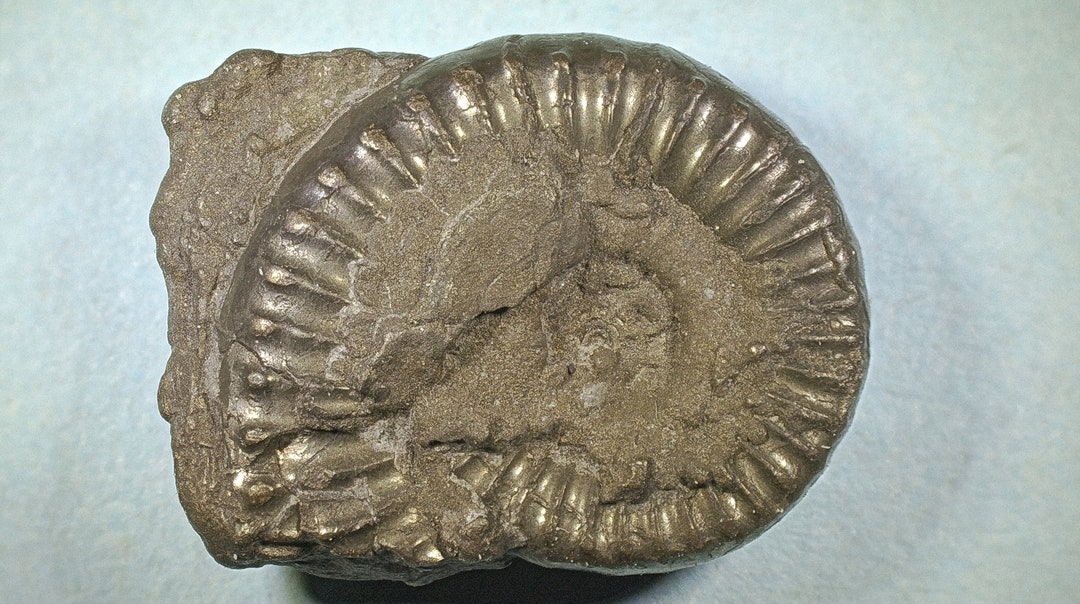 Pyritised Ammonite Fossil - Jurassic Coast - Exact Piece (107) - Etsy