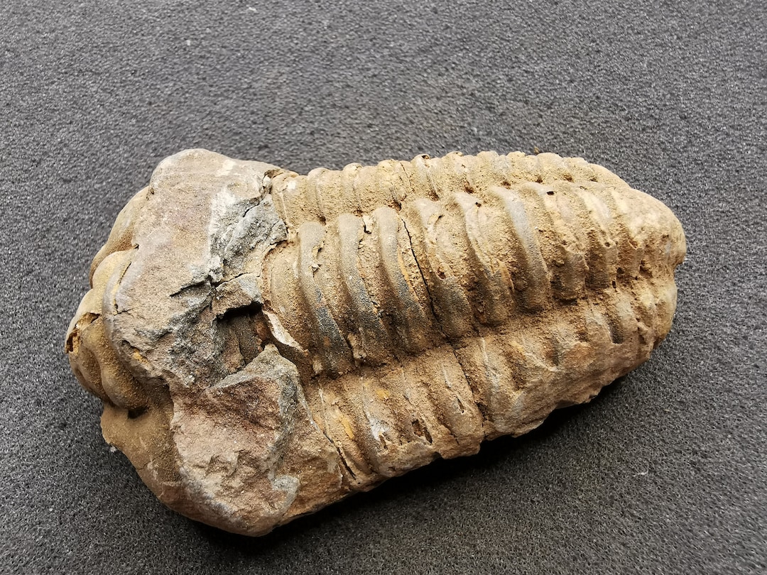 Trilobite Fossil - Flexicalymene, Ordovician - Exact Piece (20) - Etsy