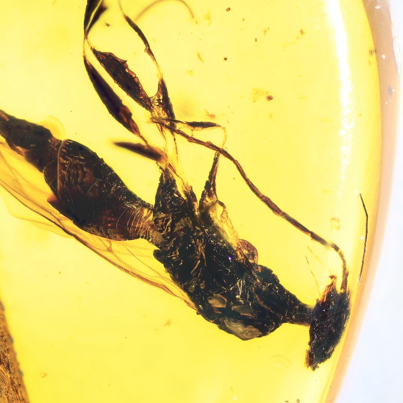 Ancient Butterfly Fossils - Etsy