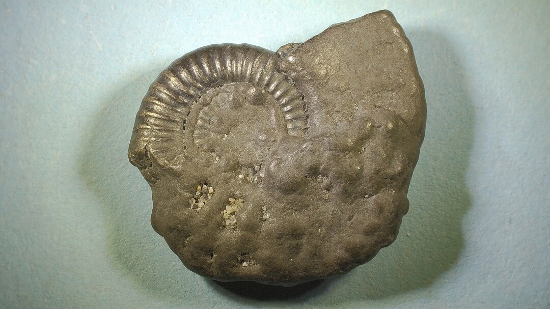 Pyritised Ammonite Fossil Fragment/cluster - Jurassic Coast - Exact ...