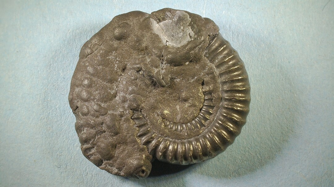 Pyritised Ammonite Fossil Fragment/cluster - Jurassic Coast - Exact ...