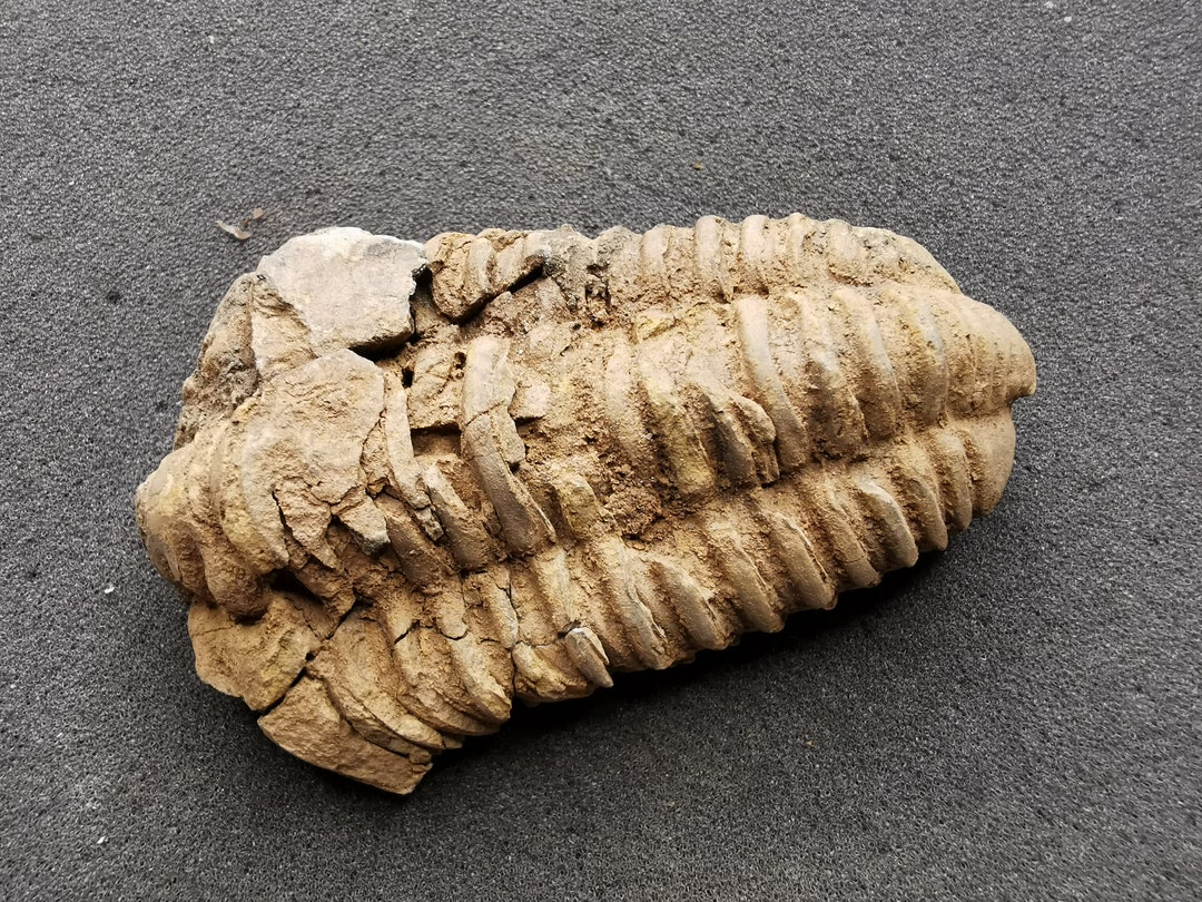Trilobite Fossil - Flexicalymene, Ordovician - Exact Piece (10) - Etsy