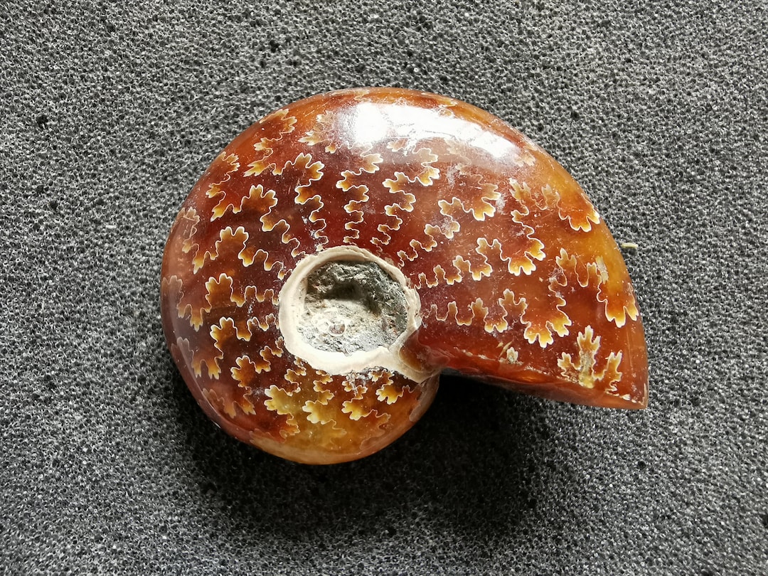 Polished Ammonite Fossil Suture Patterns Bag of 1 or More - Etsy