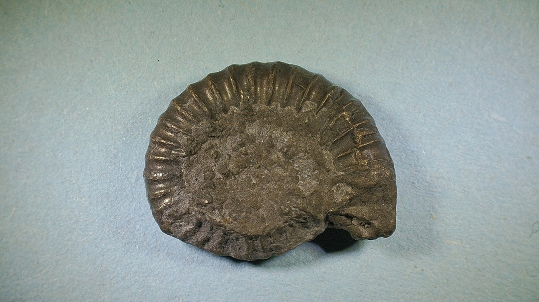 Pyritised Ammonite Fossil - Jurassic Coast - Exact Piece (59) - Etsy