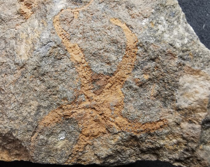 Starfish Fossil - Exact Piece Shown - Great Gift for Collectors - Etsy