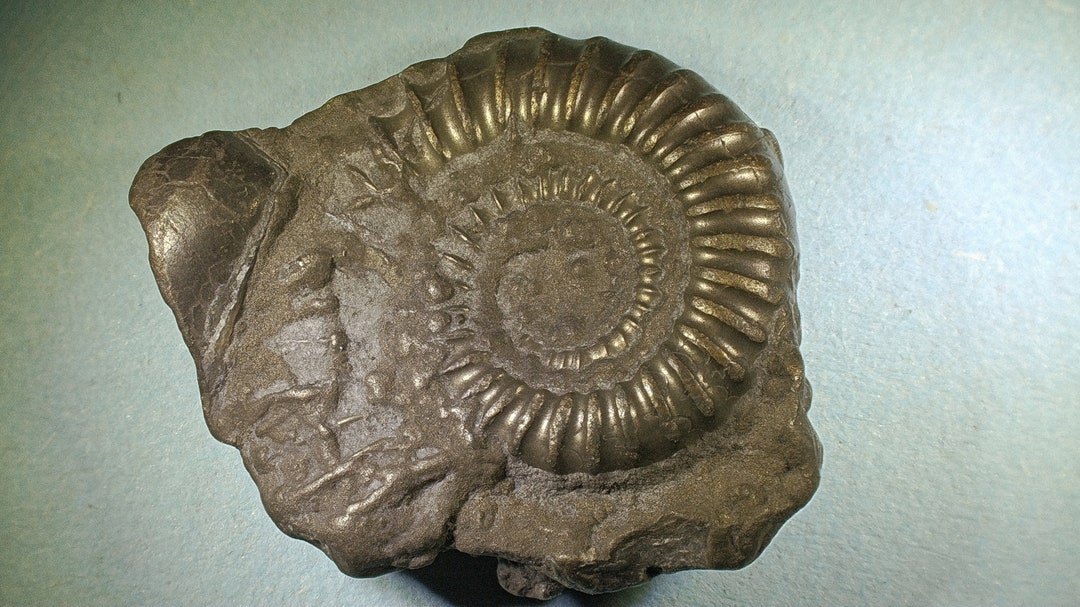 Pyritised Ammonite Fossil - Jurassic Coast - Exact Piece (33) - Etsy
