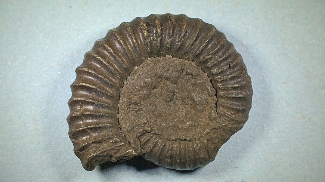 Pyritised Ammonite Fossil - Jurassic Coast - Exact Piece (97) - Etsy