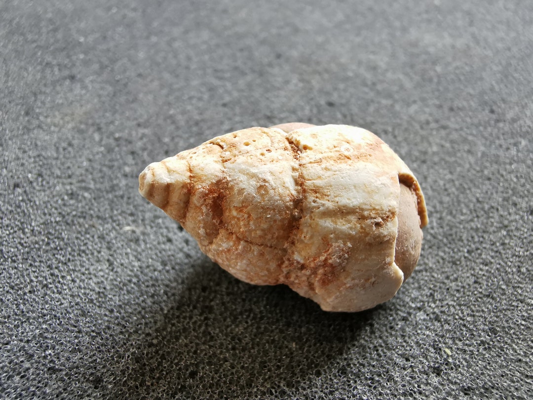 Snail Steinkern Fossil Internal Mould - Bag of 5 or More - Great Gift ...