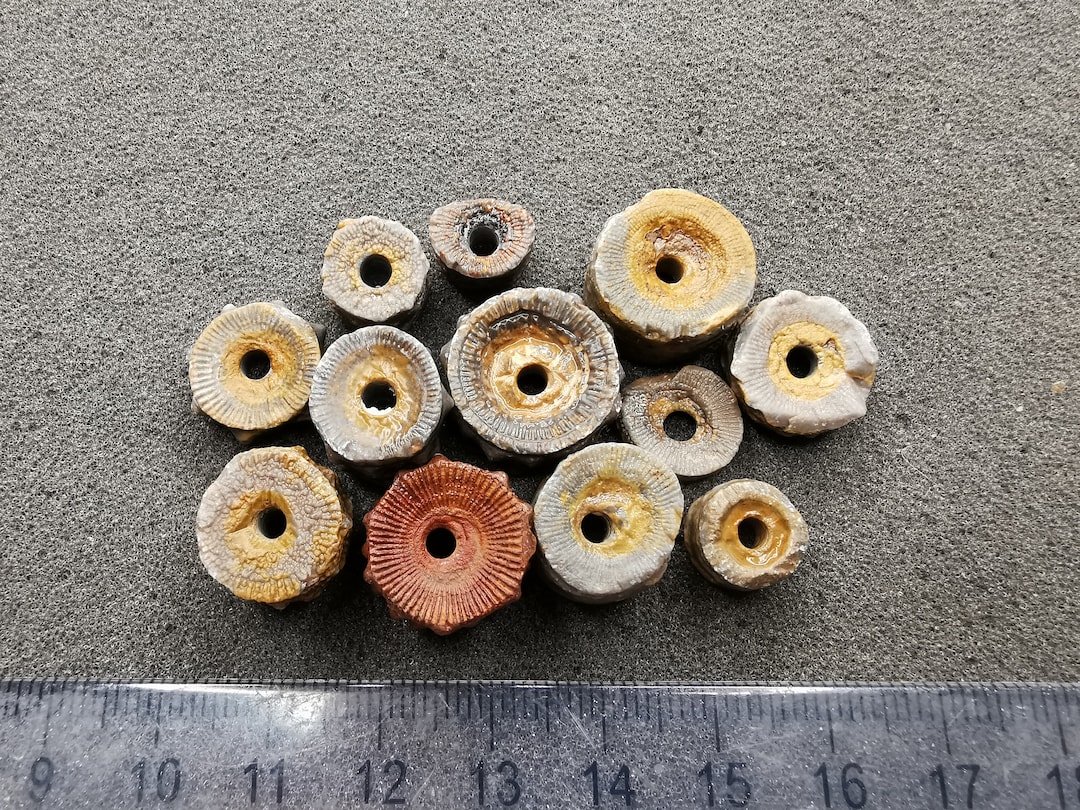 Crinoid Stem Fossil Beads Bag of 15 or More - Etsy