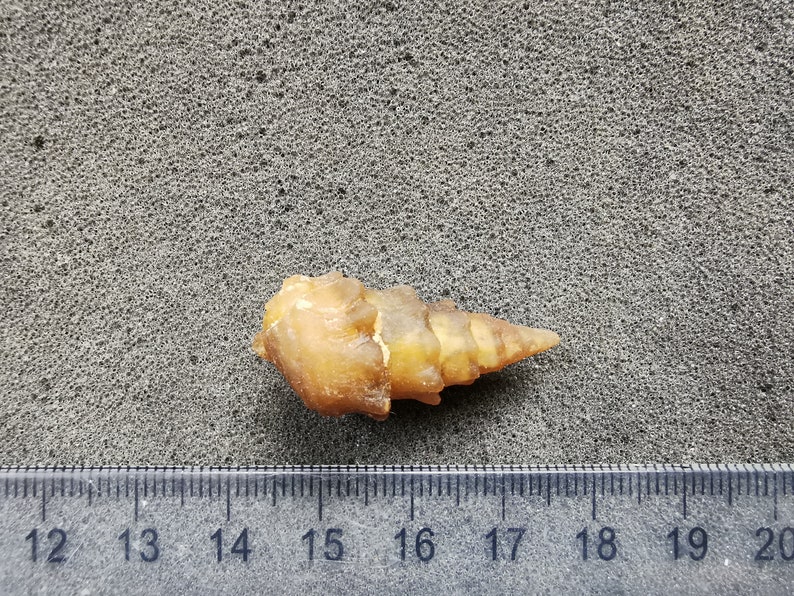 Agatized Spiny Snail Fossil - Morocco - Bag of 3 - Etsy