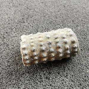 Bumpy Crinoid Stem Fossil - Bag of 15+ - Collector Gift - Etsy