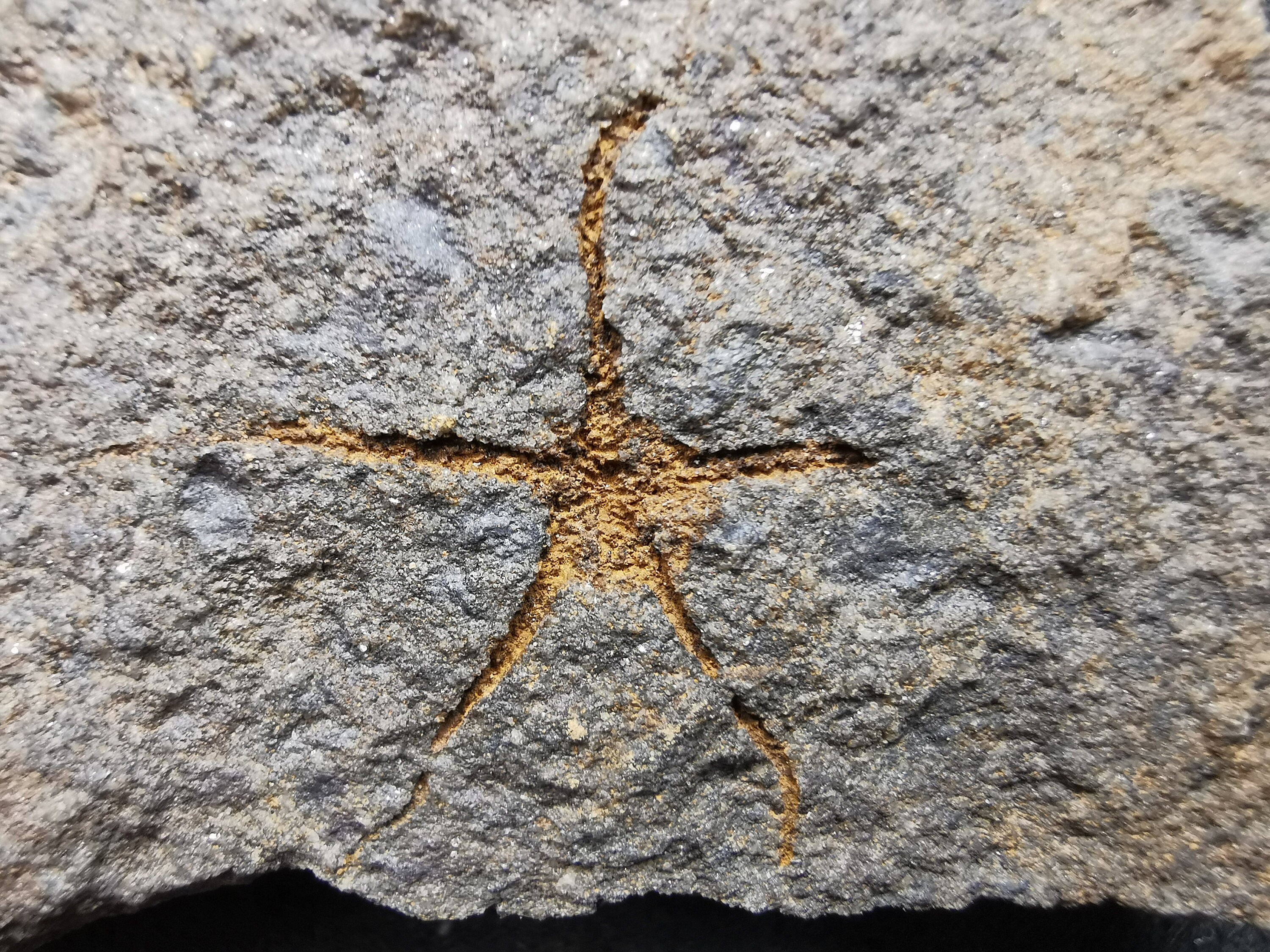 Starfish Fossils