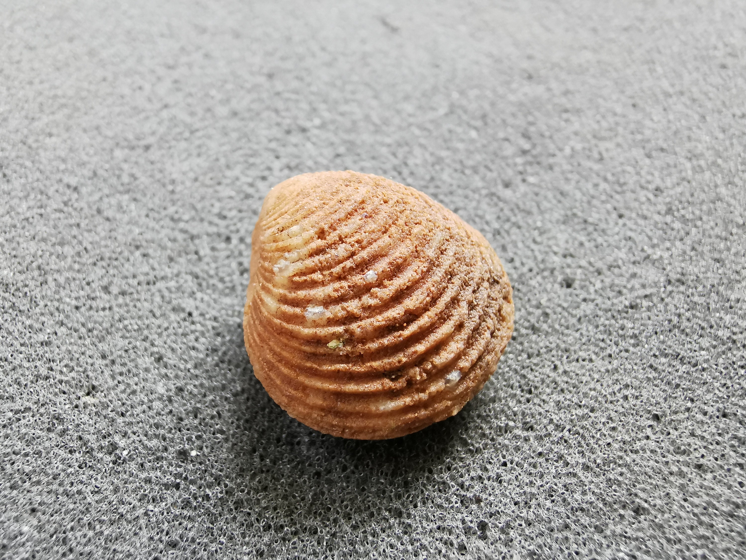 Agatized Bivalve Fossils - Moroccan Shells, Set of 5 - Etsy