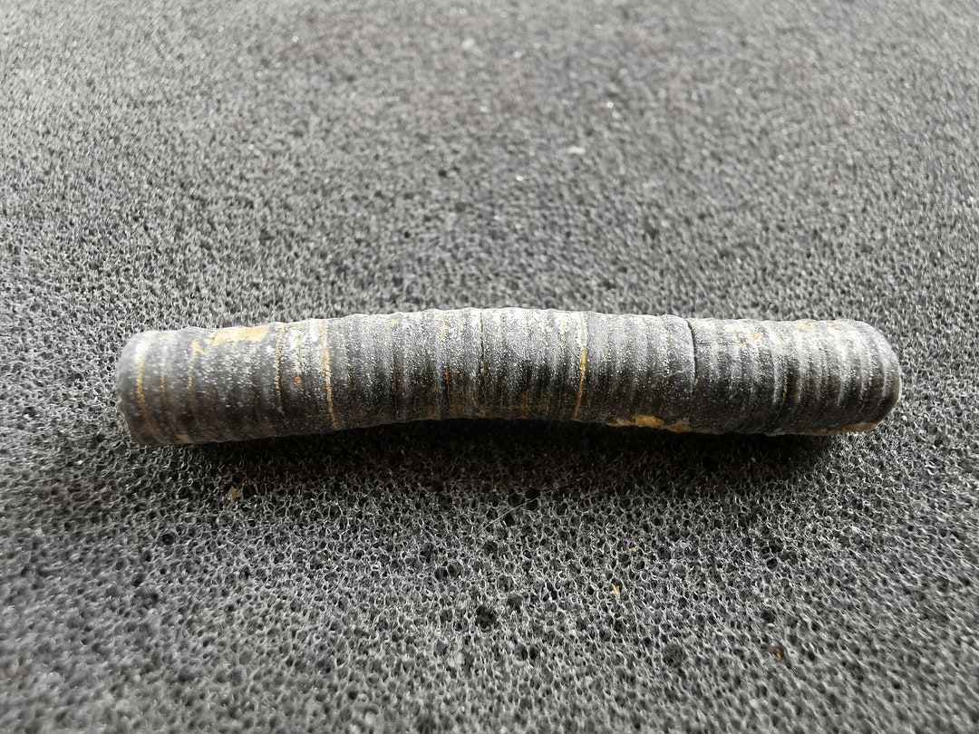Crinoid Stem Fossil: Smooth Sea Lily Fossil Pieces - Etsy