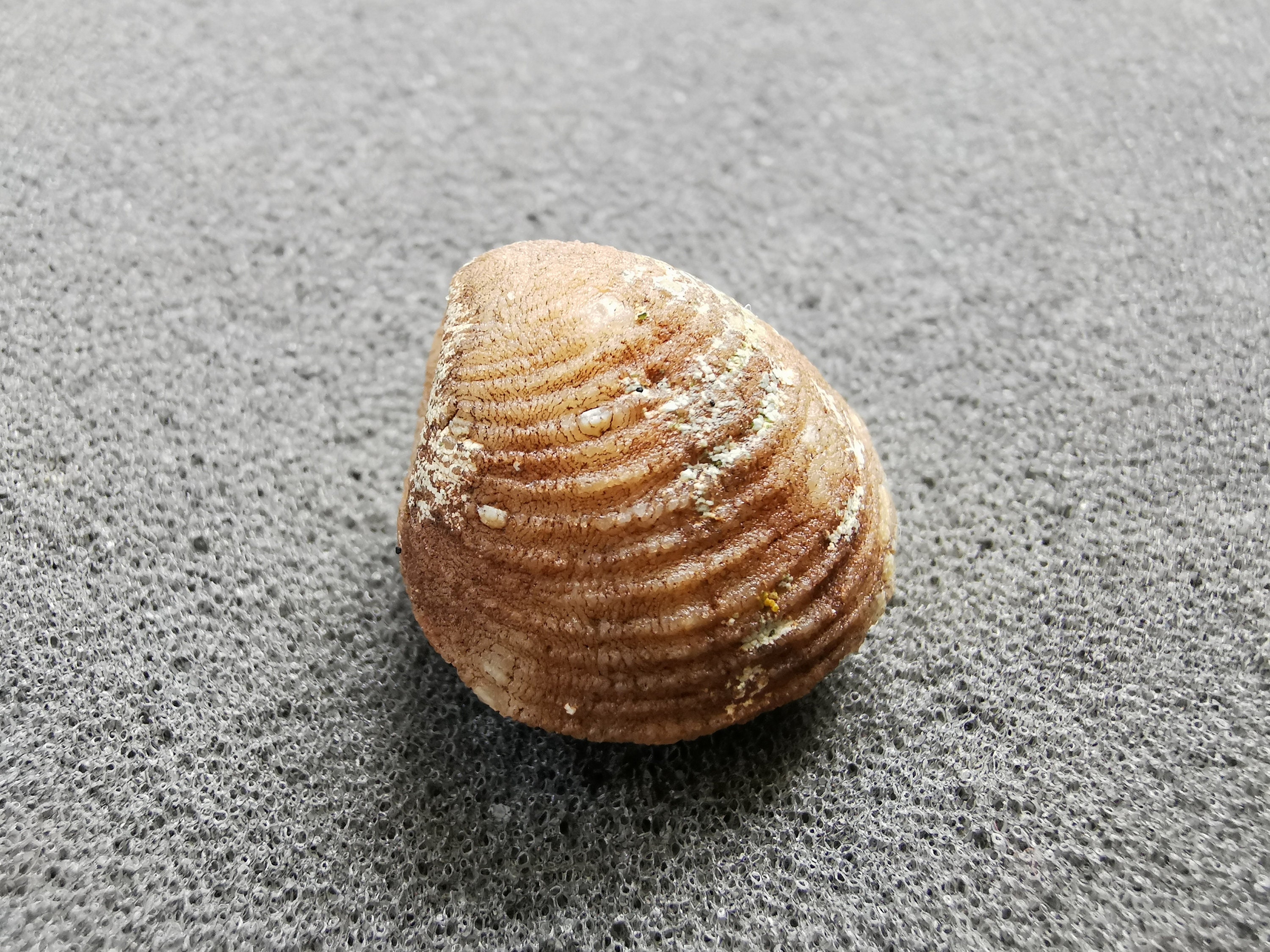 Agatized Bivalve Fossils - Moroccan Shells, Set of 5 - Etsy