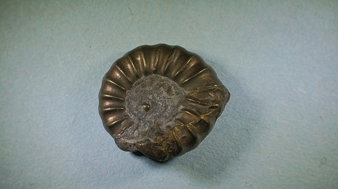 Pyritised Ammonite Fossil - Jurassic Coast - Exact Piece (50) - Etsy