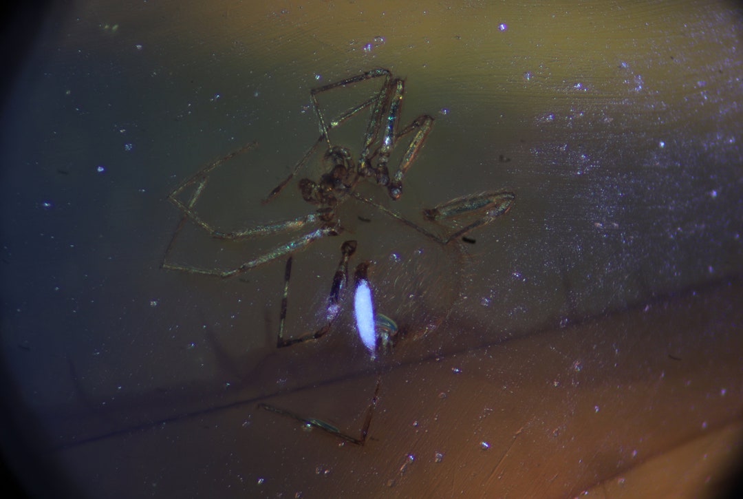 Burmite Amber Fossil (87) Spider Exuvia/shed and Fly - Exact Piece - Etsy