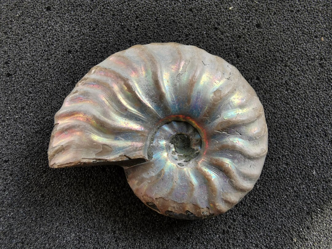Opal Rainbow Ammonite Fossil, Iridescent 1 or More Pieces Great Gift ...