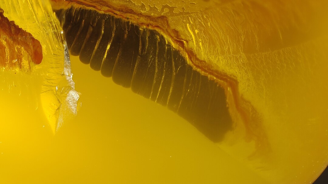 Baltic Amber Partial Plant Leaf Exact Piece - Etsy
