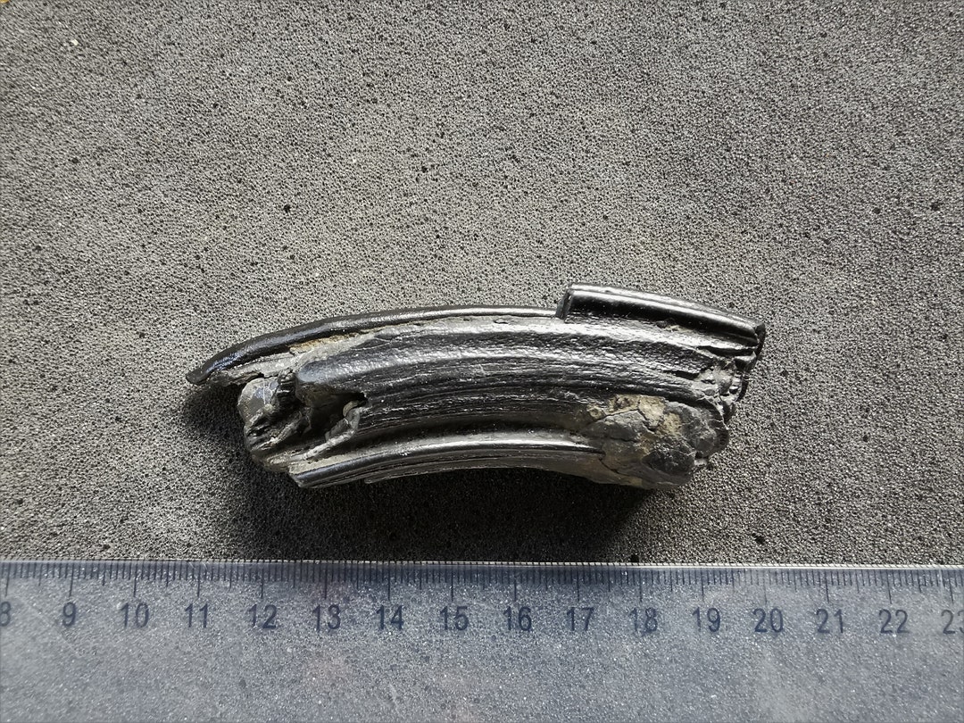 Horse Tooth Fossil - Individual Pieces - Great Gift for Collectors - Etsy